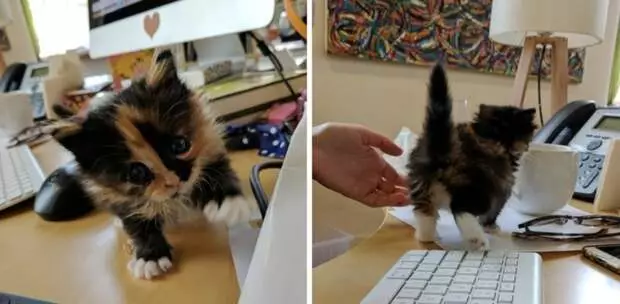 The True Story of the Little Kitten جنهن اڪيلو هٿ سان سڄي آفيس کي بهتر بڻايو