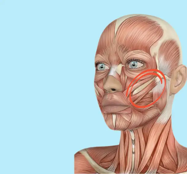 Un exercicio sinxelo para pómulos voluminosos e un sorriso perfecto