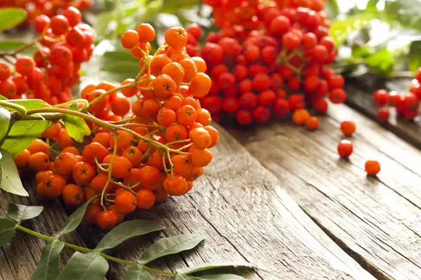 Rowan jẹ Berry ti o ni ilera pupọ