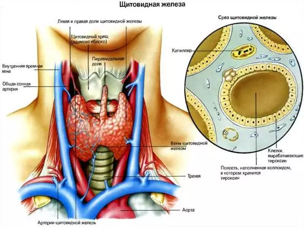 10 znakov, da morate pregledati ščitnico! Skriti sovražnik - hipotiroidizem