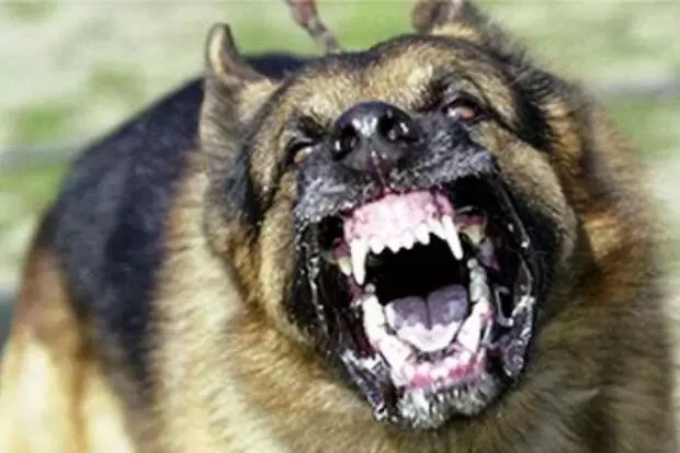 Οι πιο επικίνδυνες ράτσες σκύλων