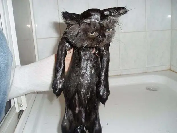 ıslak kedi