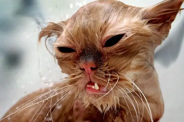 Wet pussy