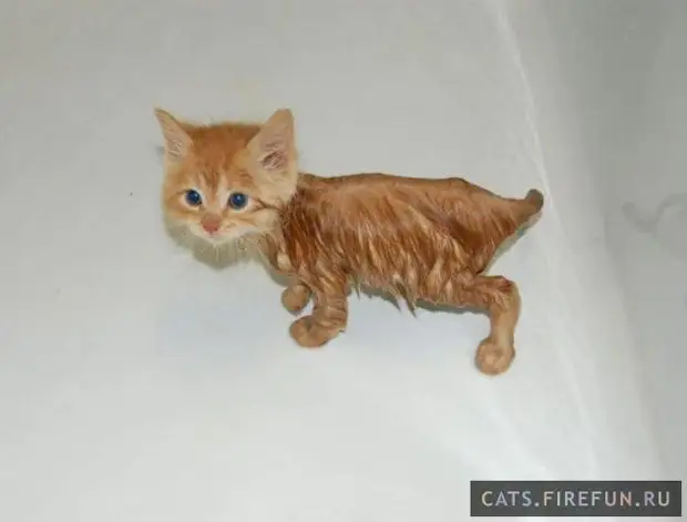 ıslak kedi