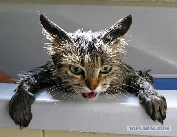 Wet pussy