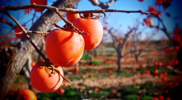 Propiedades útiles del caqui y deliciosas recetas.