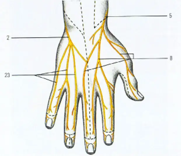 Left hand grows numb, fingers - causes and treatment