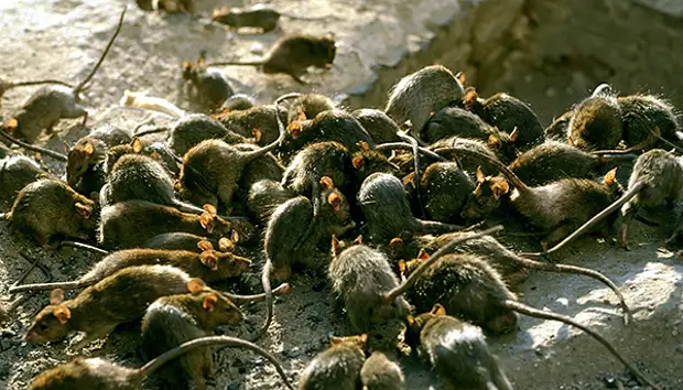 Selbst bei einer massiven Invasion von Ratten greifen sie die Menschen nicht an, um zu beißen und zu essen.