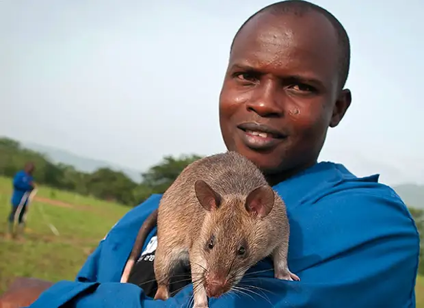 Afrikanska pungdjursråttor är en av de största i världen, men de är inte rädda för människor och attackerar dem aldrig.