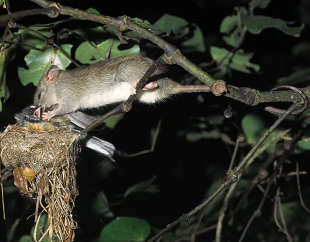 In freier Wildbahn sind Ratten ziemlich aggressiv und können andere kleine Tiere angreifen.