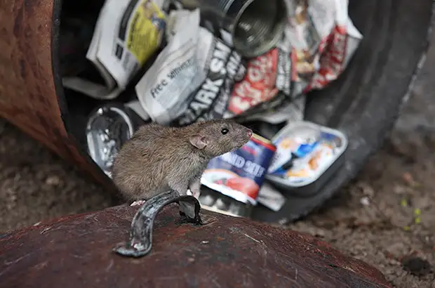 Der häufigste Grund, warum eine Ratte eine Person angreift, ist Selbstverteidigung.