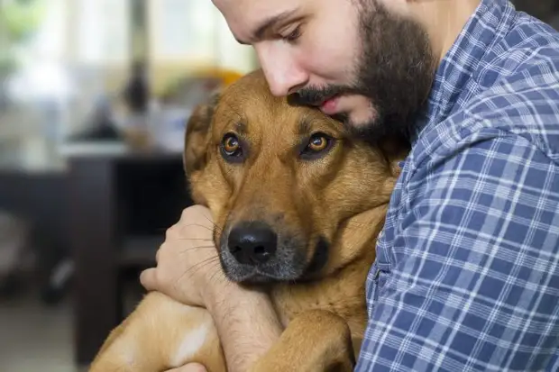 Willst du lange leben? Hol dir einen Hund