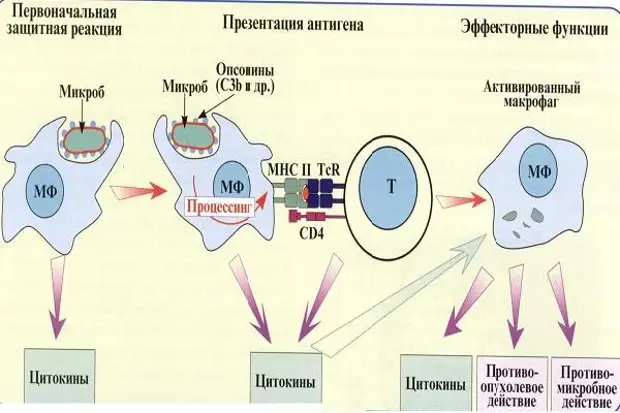 Көкбауырсыз адам 1 бөлім