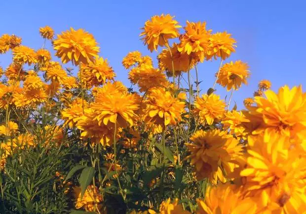 Rudbeckia (bọọlu goolu)