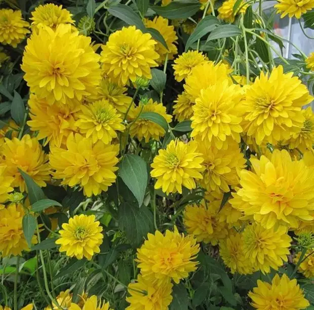 Rudbeckia (złota kula)