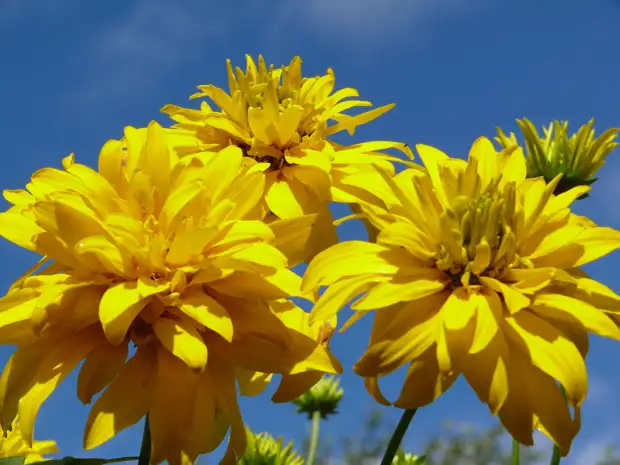 Rudbeckia (polo auro)