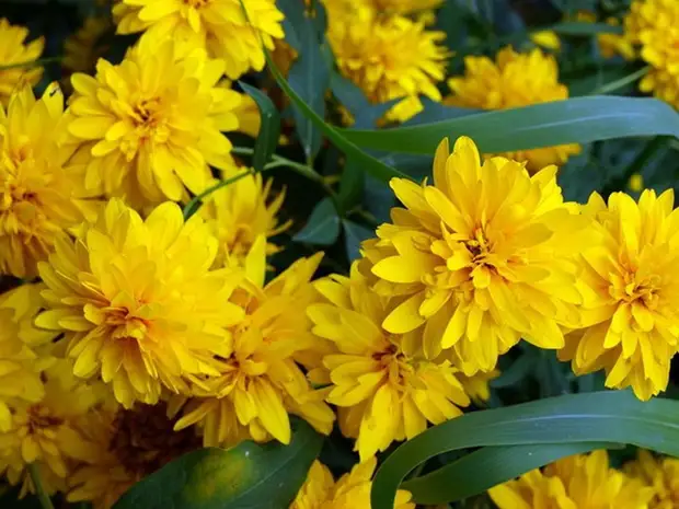 Rudbeckia (złota kula)