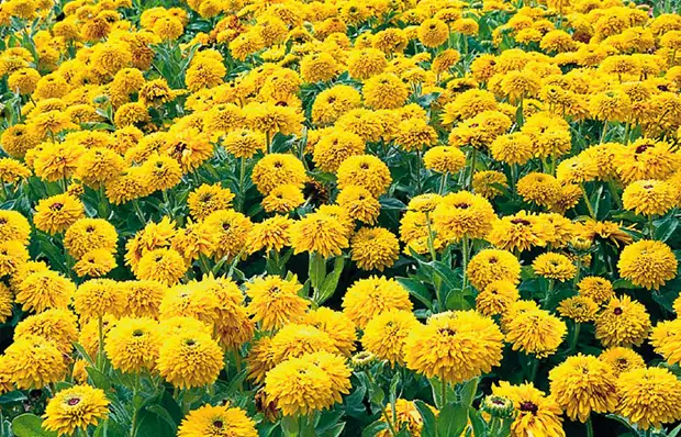 Rudbeckia (bọọlu goolu)