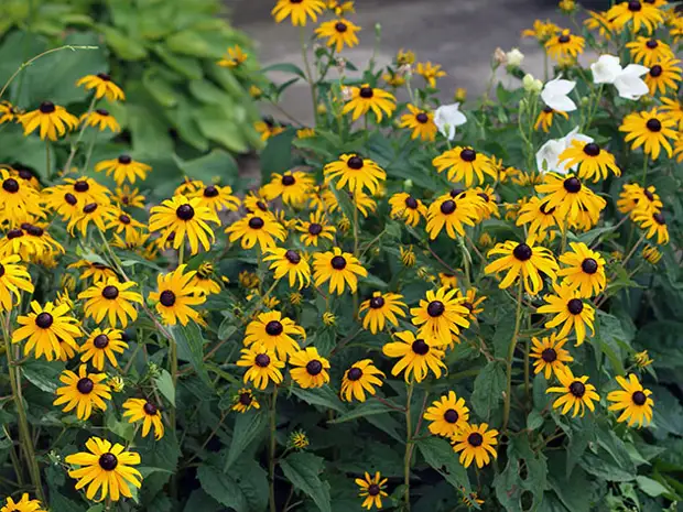 Rudbeckia (polo auro)