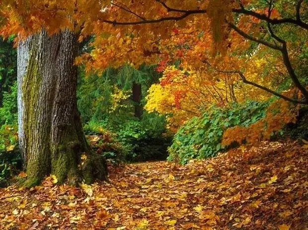 Oltin kuz. Fotosuratlar va bir nechta oddiy maslahatlar