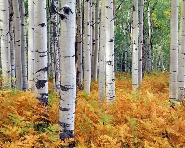 Oltin kuz. Fotosuratlar va bir nechta oddiy maslahatlar