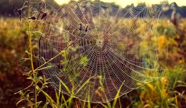 Oltin kuz. Fotosuratlar va bir nechta oddiy maslahatlar