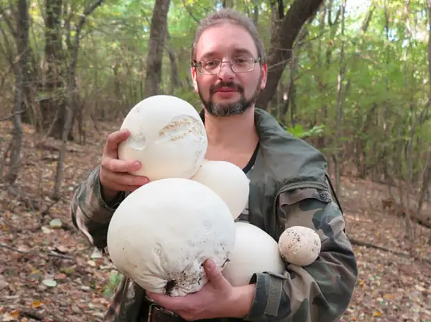 Mushrooms are werewolves. Edible mushrooms can easily become inedible.