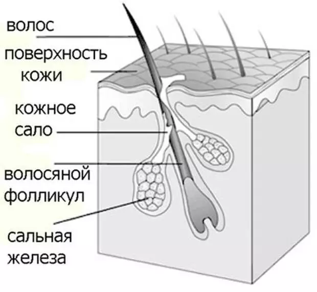 майлы шаш фолликуласы